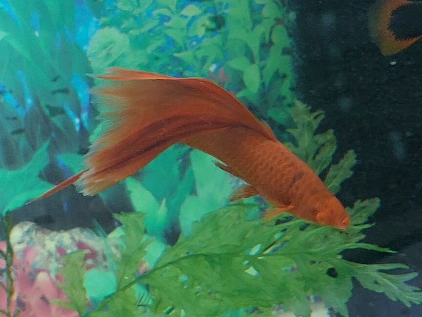 Меченосцы флаговые рубин