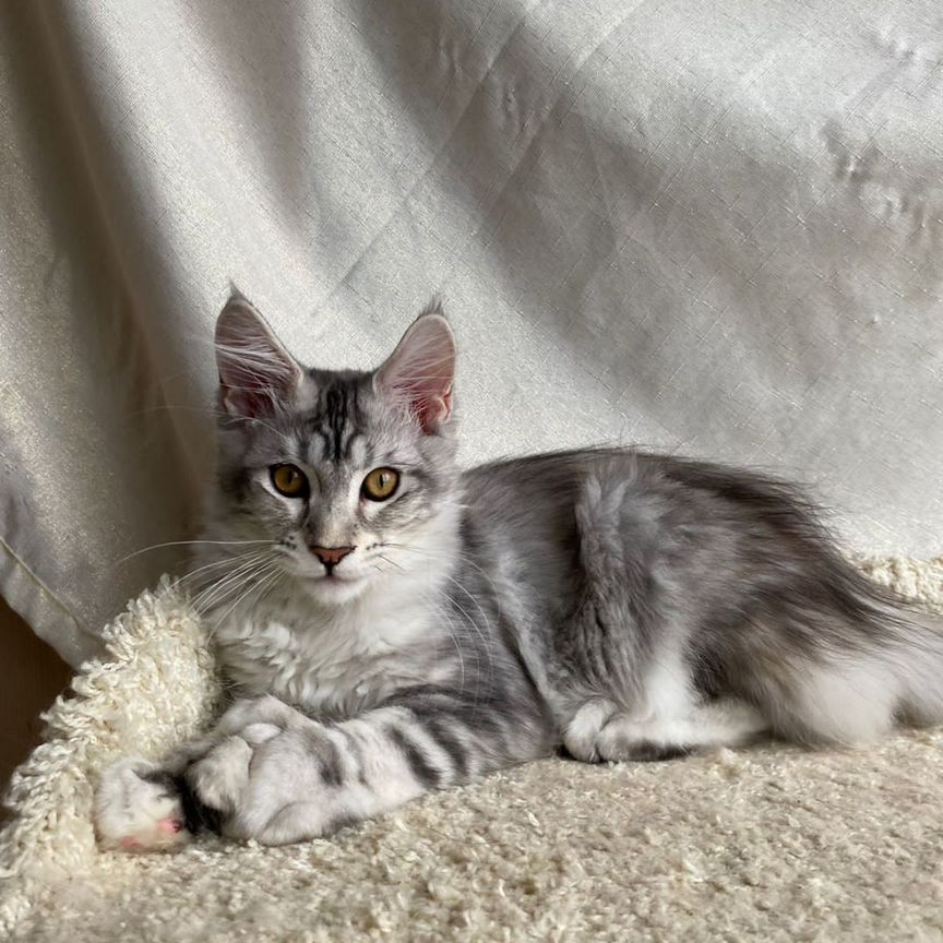 Котенок мэйнкун