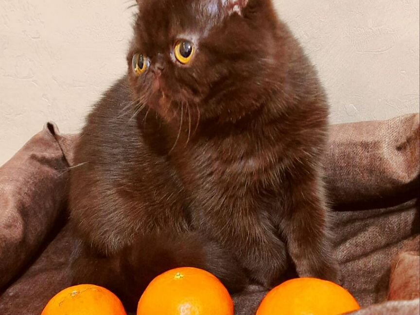 Эксклюзивный котенок экзот