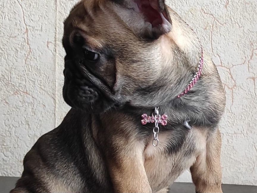 Французский бульдог щенки