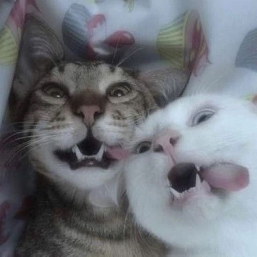 Возьму в дар щенка
