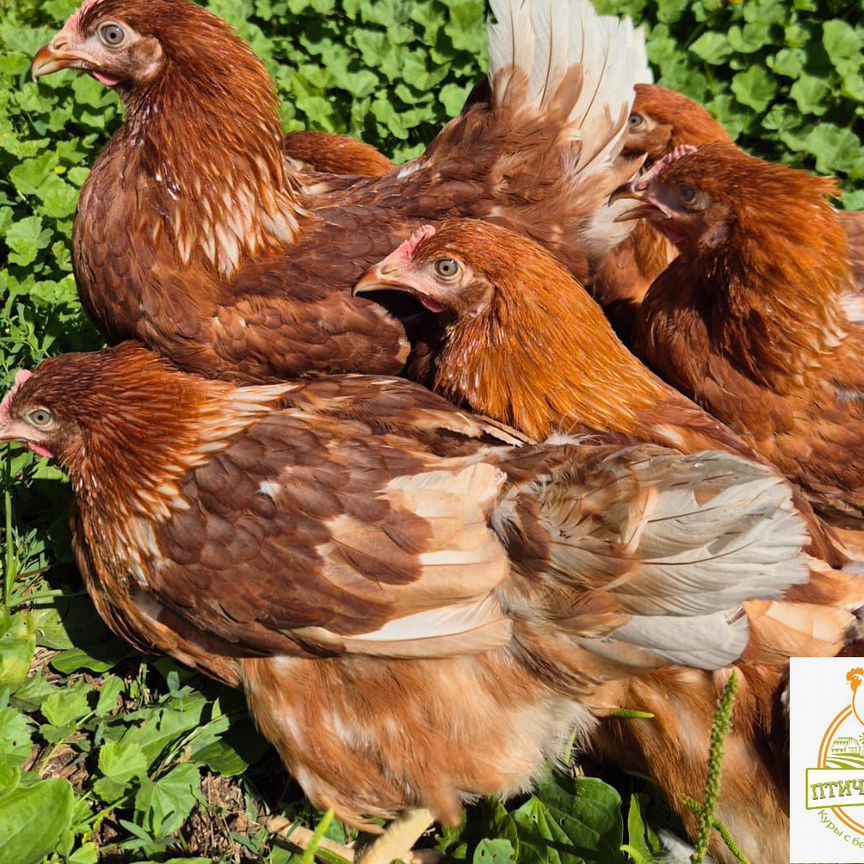 Куры несушки – свежие яйца каждый день