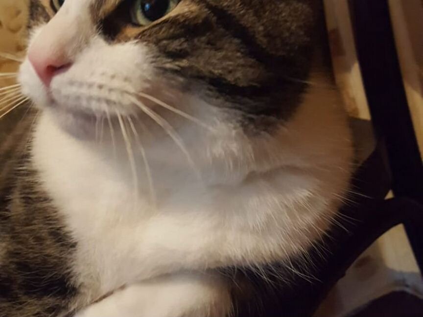 Котик молодой короткошерстная