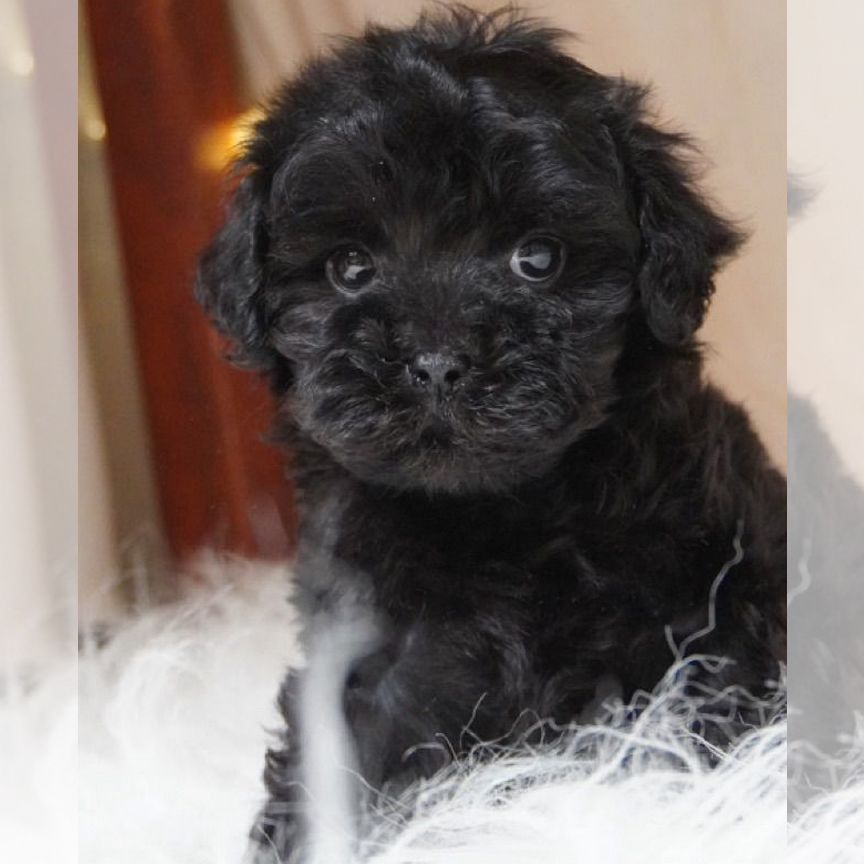 Мальтипу, щенок