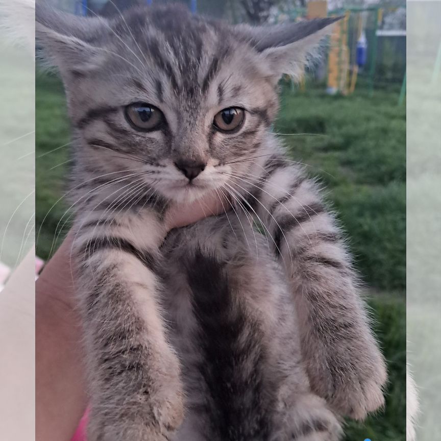 Котёнок в добрые руки