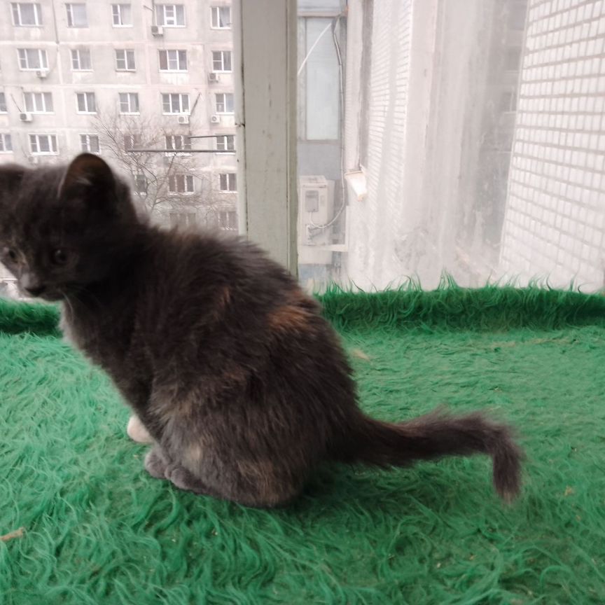 Котенок 2 мес Дымок ищет дом