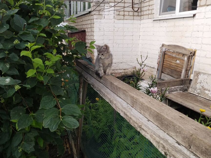 Котенок мальчик серый