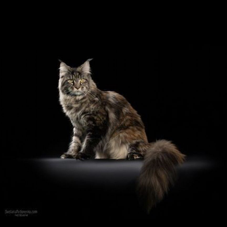 Кошечка майнкун