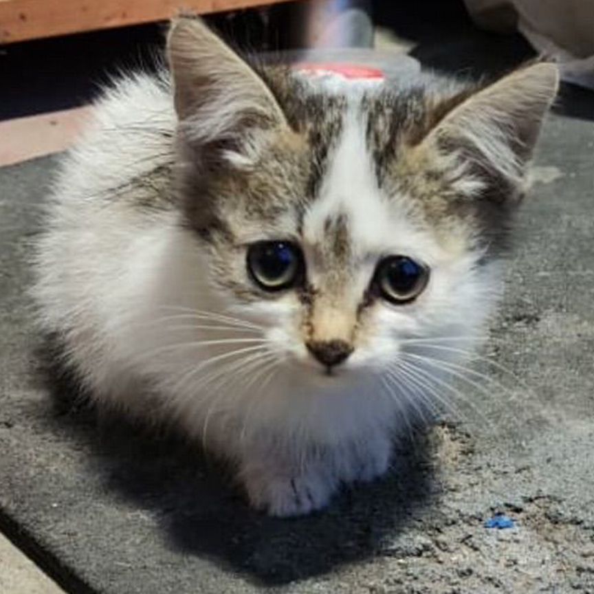 Котенок