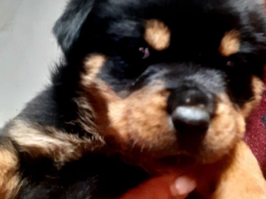 Щенки ротвейлера продажа