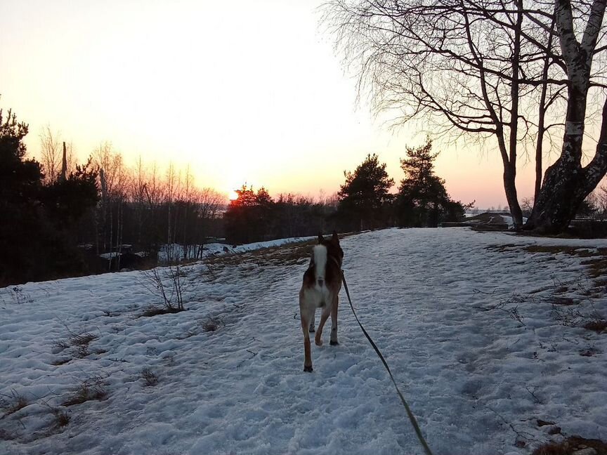 Рабочая Западно Сибирская Лайка лось кабан