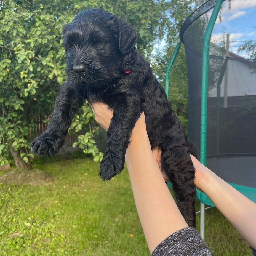 Щенки Русского Черного Терьера (рчт)