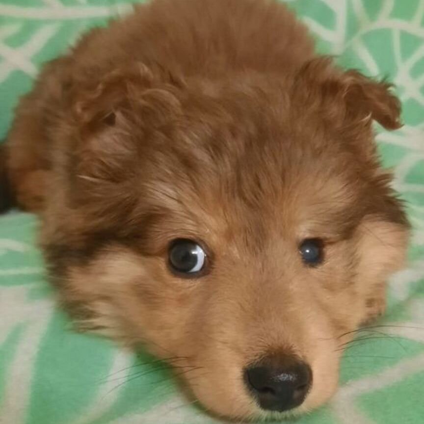 Щенок девочка в добрые руки