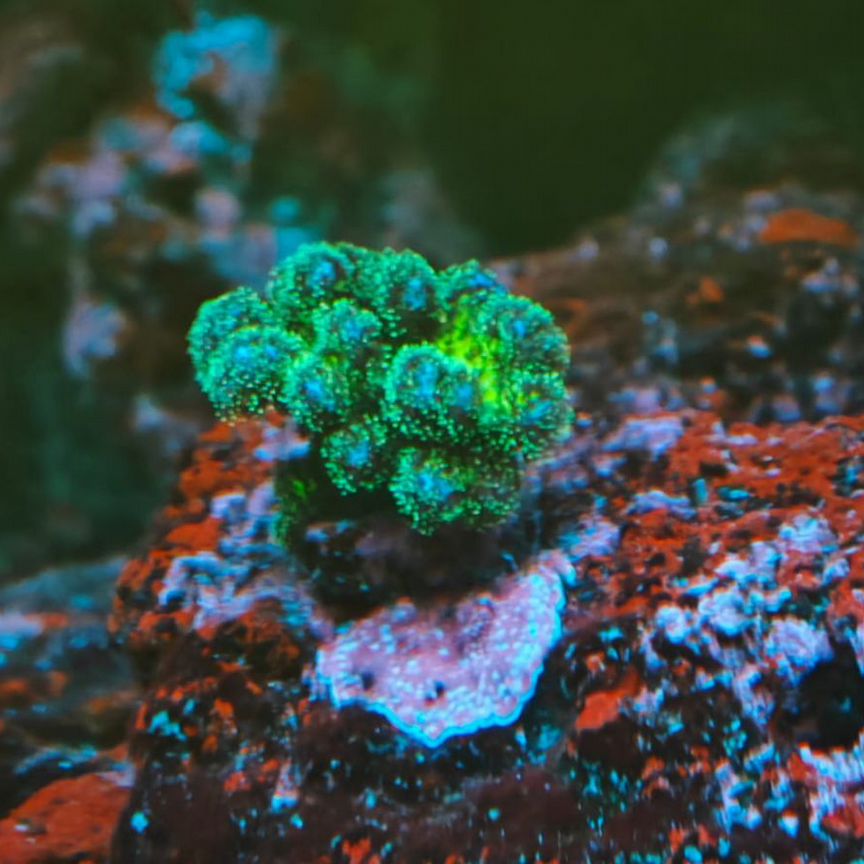 Живые коралы для морского аквариума