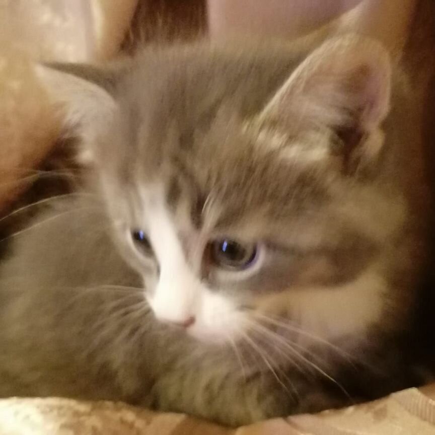 Очаровательная котенок от ласковой домашней кошки