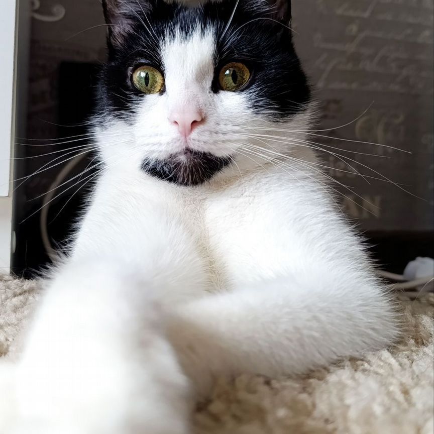 Кошка Лаки