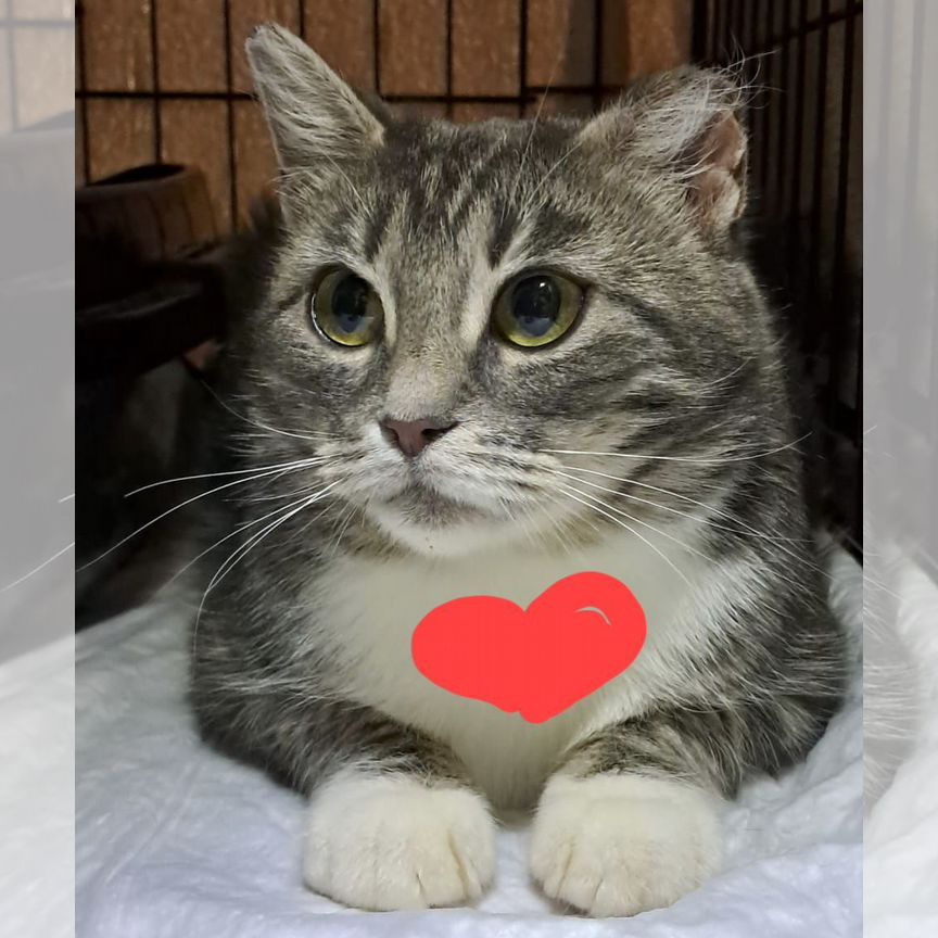 Взрослая, Девочка кошка в добрые руки