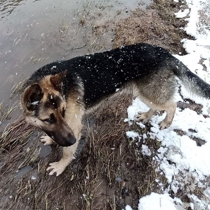 Вязка кобель вео