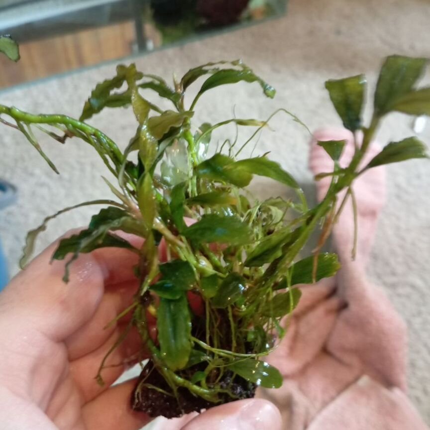 Аквариумное растение Буцефаландра