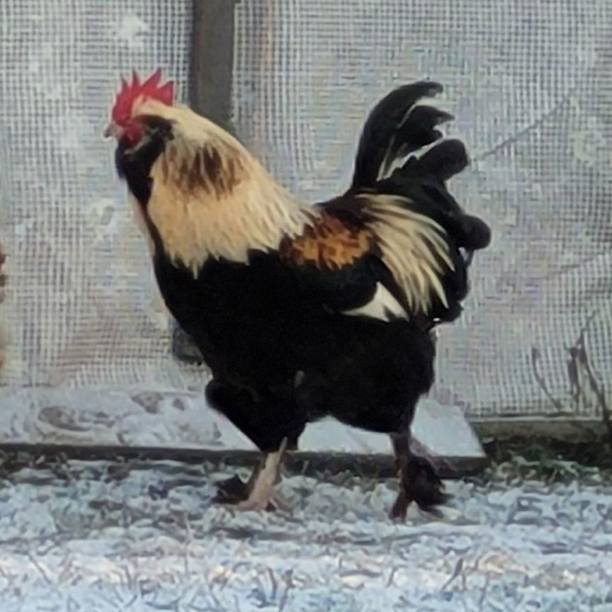 Петух Фавероль 11 месяцев