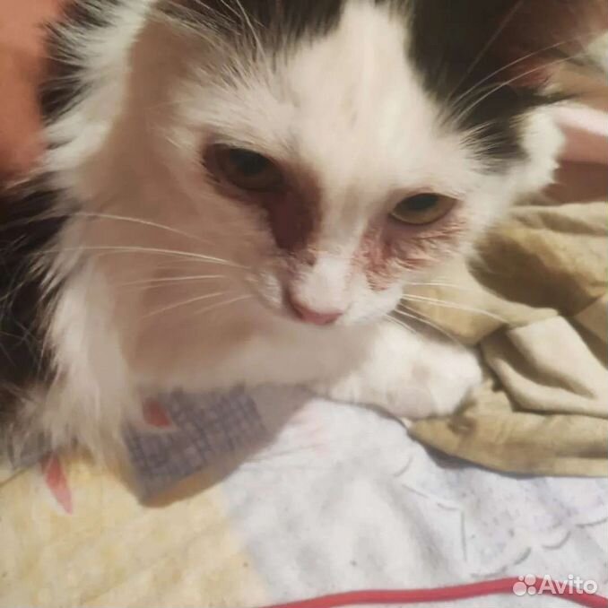 Кошечка плдросток
