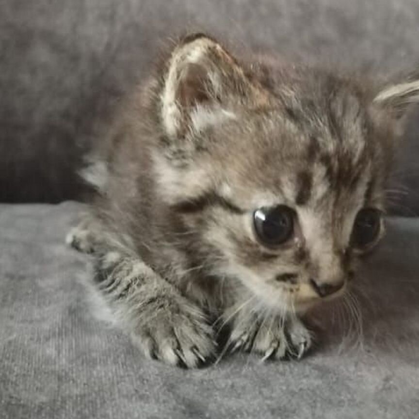 Домашние животные котята бесплатно