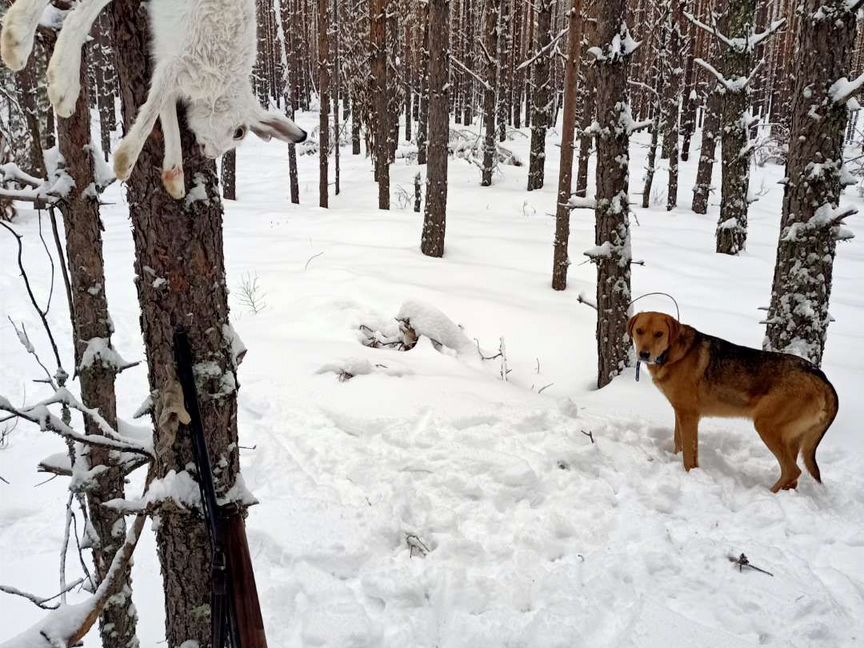 Русская гончая