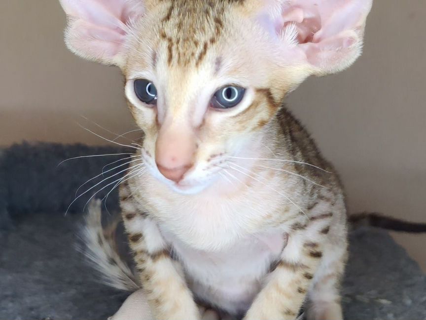 Ориентальные котята