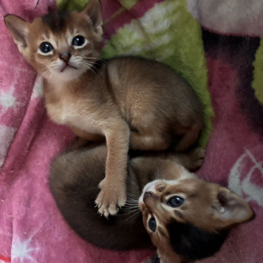 Абиссинские котята