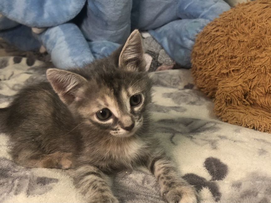 Котята в дар