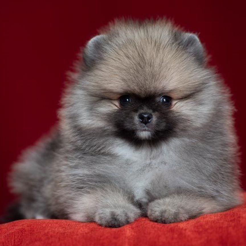 Померанский шпиц, щенок