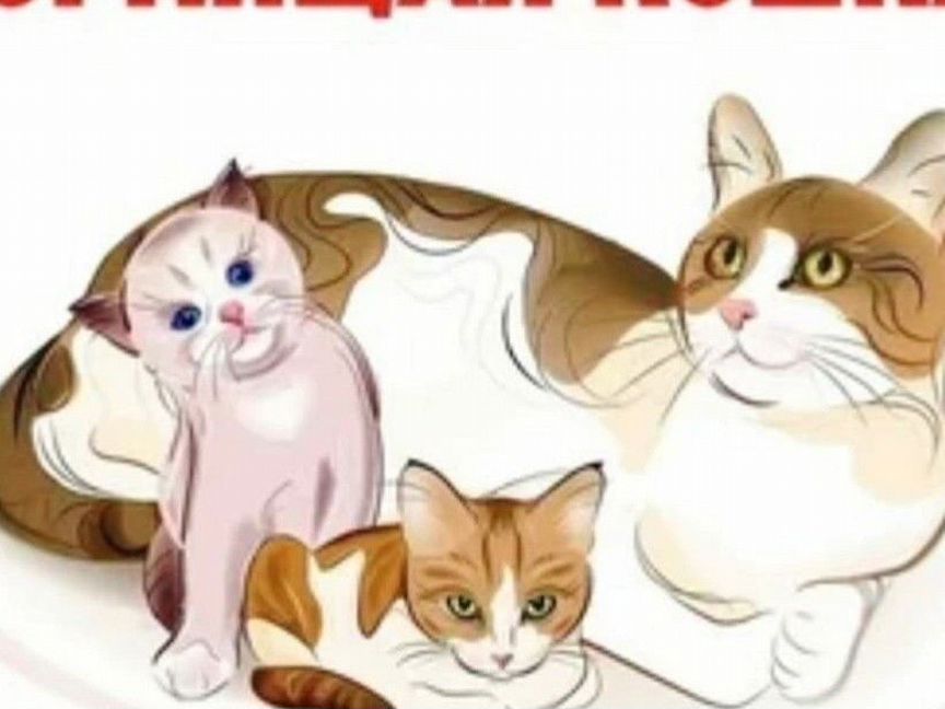 Нужна кормящая кошка