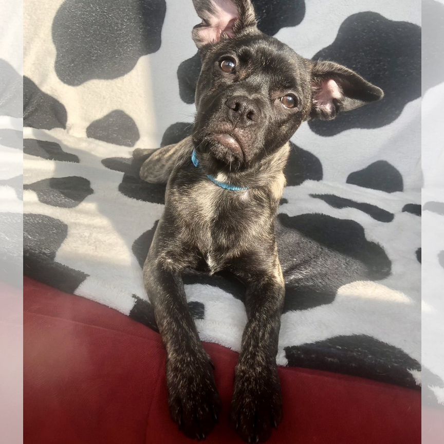 Щенок в добрые руки