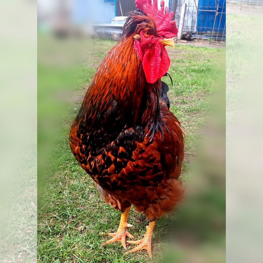 Молодой хохлатый петух