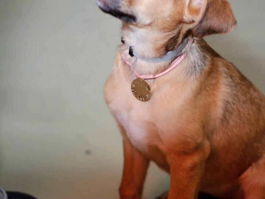 Щенок девочка ищет маму