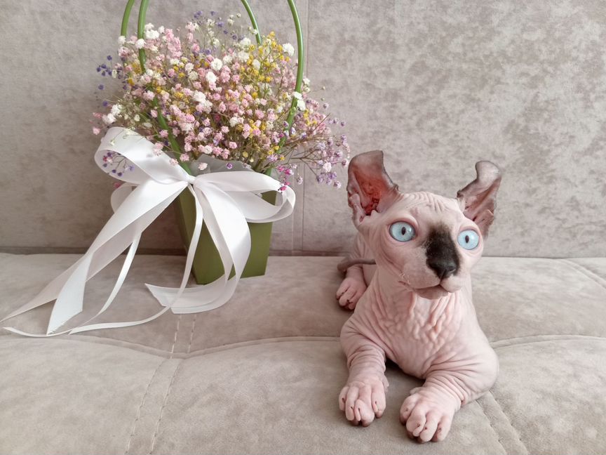 Красавец двэльф