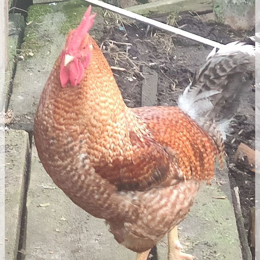 Куры петухи