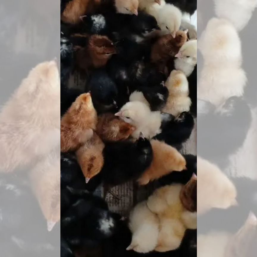 Цыплята несушки от домашних кур