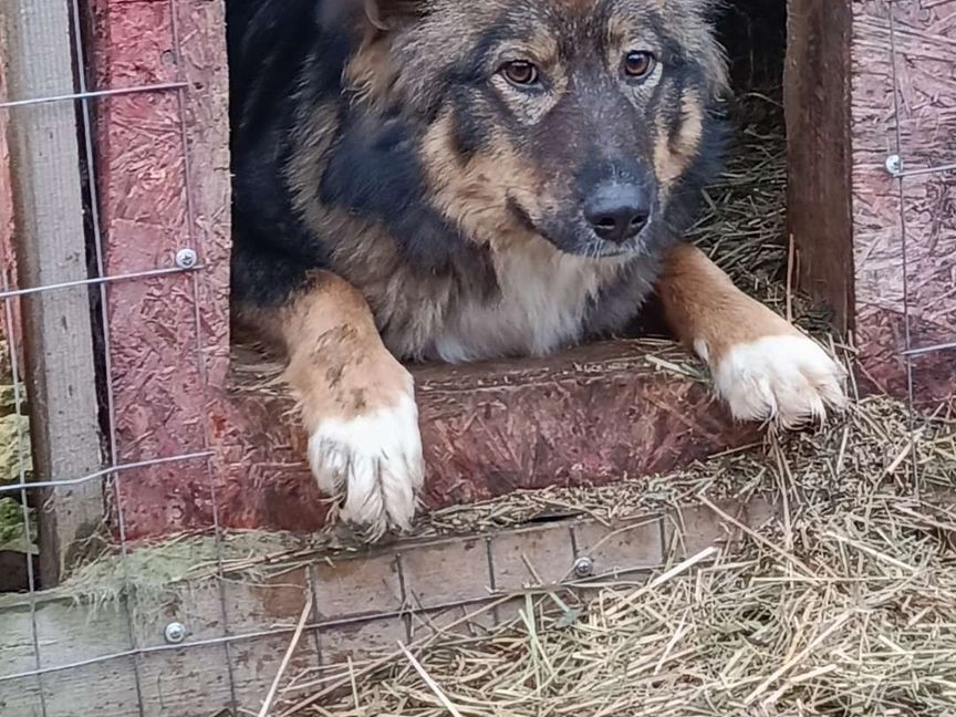 Щенок в добрые руки