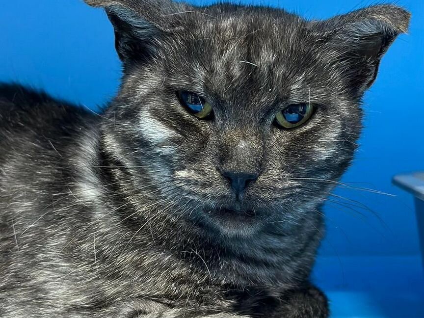 Кошка Инга срок до утра