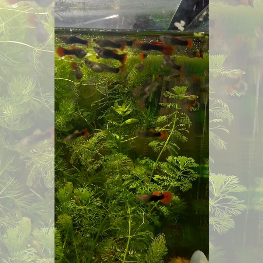 Рыбки гуппи