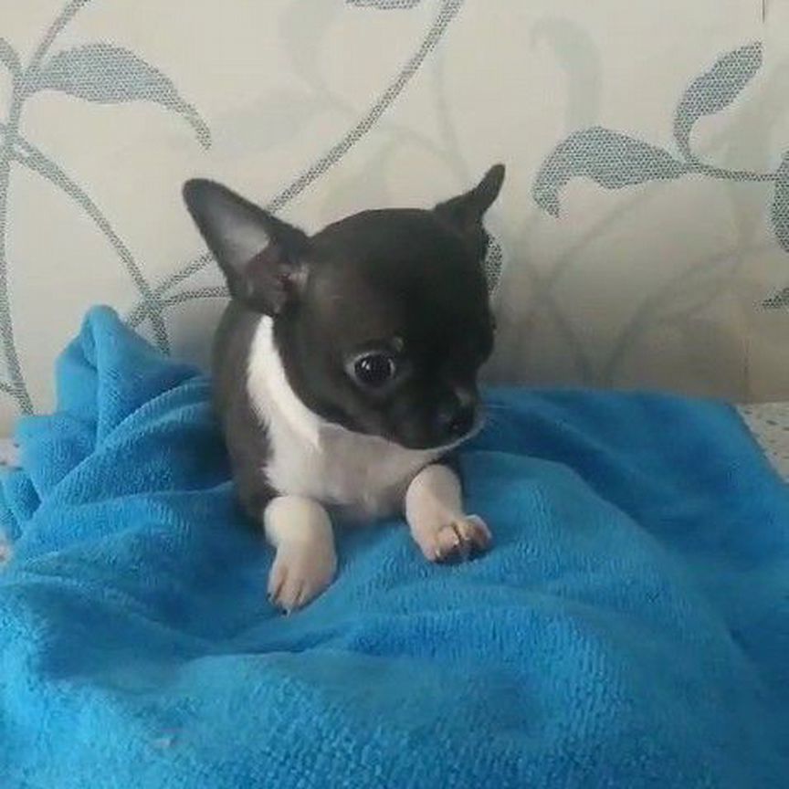 Мальчик чихуахуа