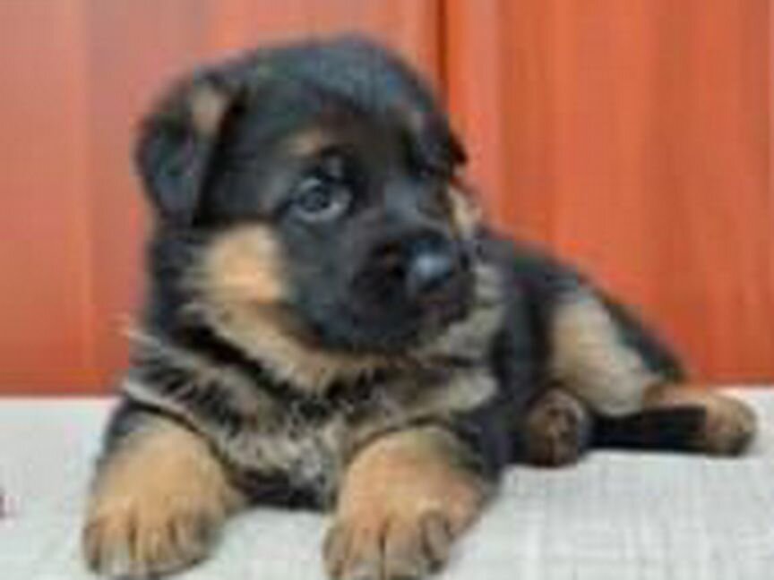 Щенки немецкой овчарки