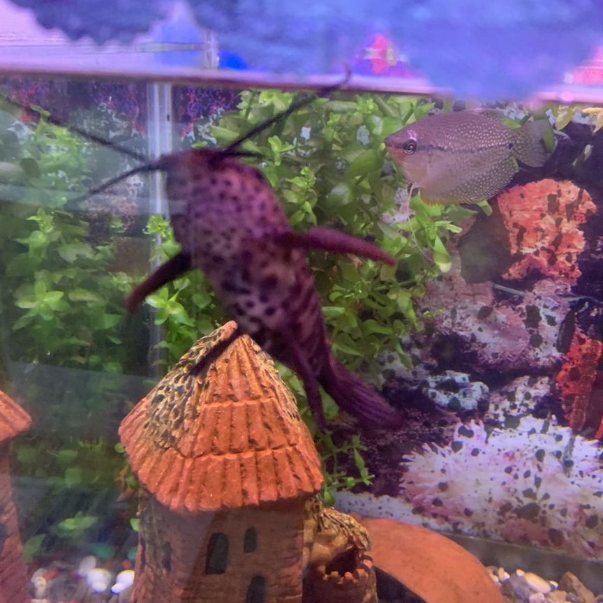 Продам 2 пары взрослых сомиков. Торокатумов