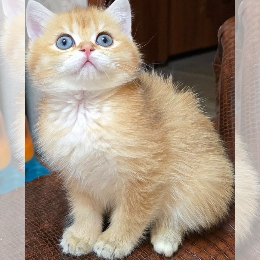 2 золотых братика