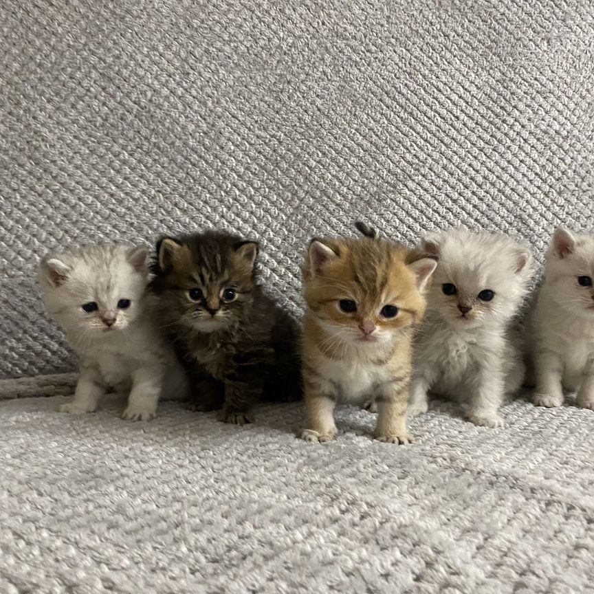 Шотландские прямоухие котята