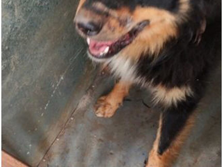 Собаки желают обрести семью)