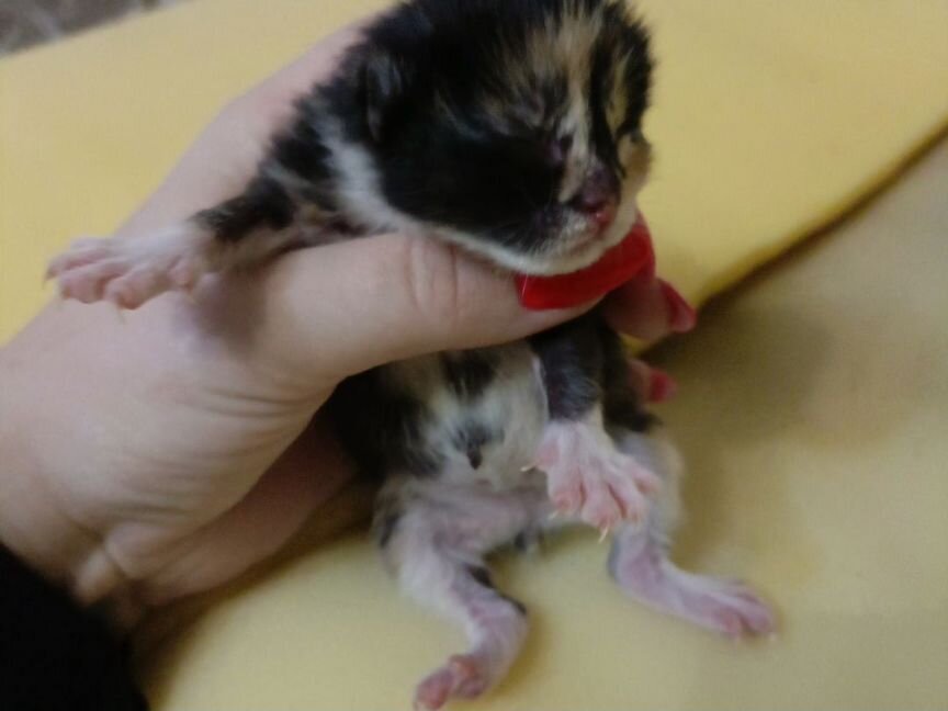 Кошка в дар бесплатно