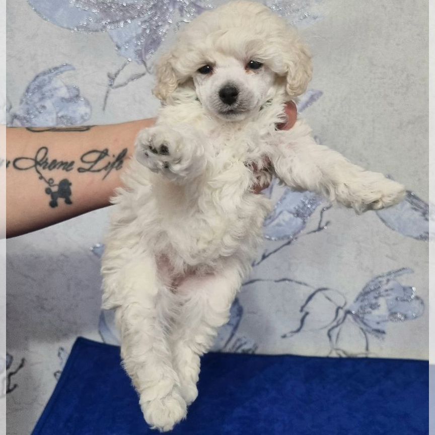 Той-пудель, щенок