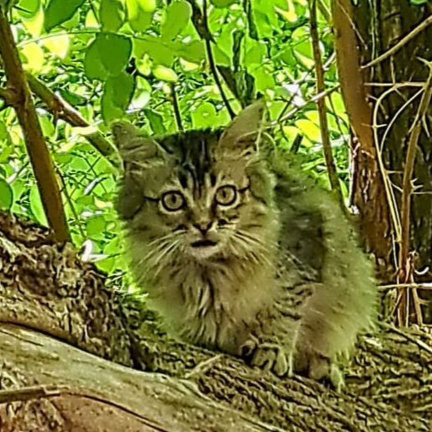 Котенку домовенку девочке нужен дом